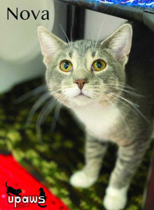 Bissell helps with UPAWS pets | News, Sports, Jobs - The Mining Journal